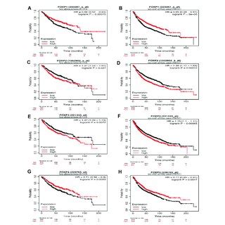 The Relationship Between The Expression Levels Of FOXP Family And Download Scientific Diagram