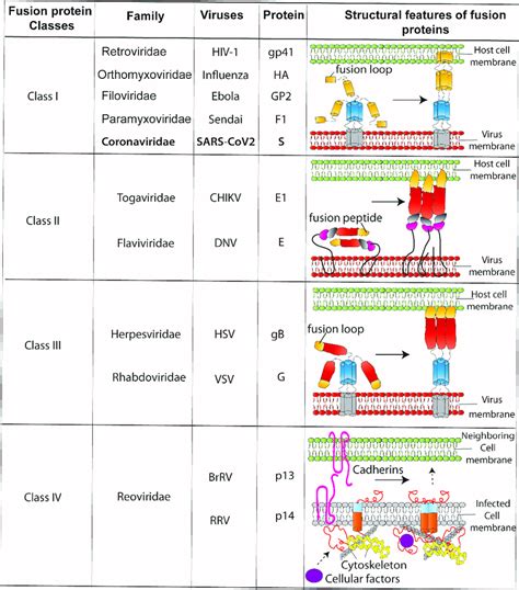 List And Structural Features Of Class I To Iv Fusion Proteins Class I