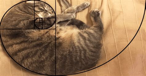 10 furbonacci sequence proves that cats are purrfect