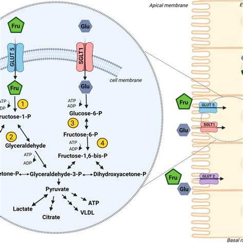 Fructose Fru And Glucose Glu Uptake And Metabolism In Enterocytes