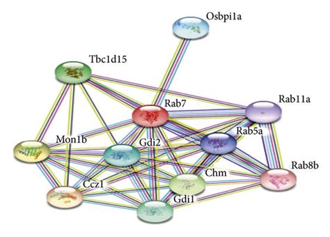 Protein Protein Interaction Of Rab7 Generated From String Database Download Scientific Diagram