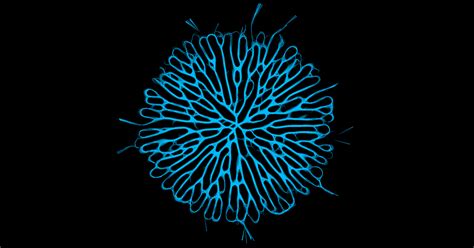 Github Caelwarnerslimesimulation Slime Simulation Using Gpu Compute