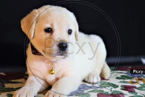 Cute Lab Puppy