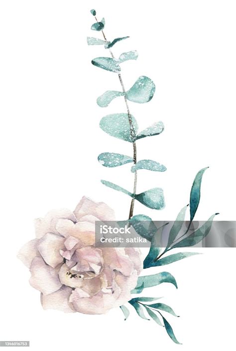 고립 된 유칼립투스 잎과 흰 장미 배열 흰색 배경에 수채화 손으로 그린 그림을 그린 그림 물 색 도면 연분홍에 대한 스톡 벡터 아트 및 기타 이미지 Istock