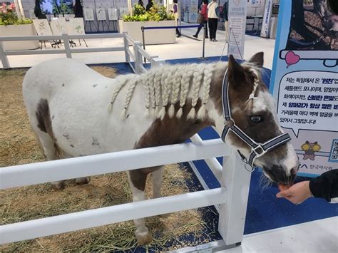 2023 대한민국 어린이박람회 히히힝~ 도심 한가운데에 말이