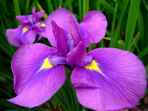 Iris Youtube Com User Yewmchan Videos Yewchan Flickr