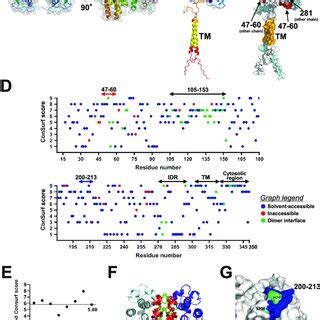 Analysis Of Predicted Homodimeric Structures Of Human P RR A Two Download Scientific Diagram