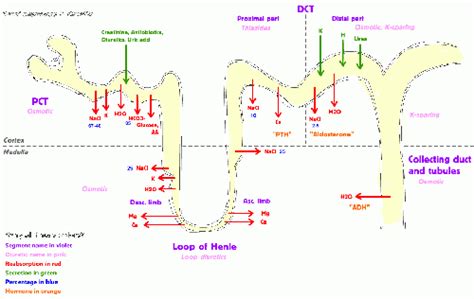 Nephron New World Encyclopedia