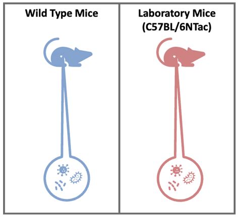 introduction to the microbiome — tufts hpc bioinformatics 0 1 documentation