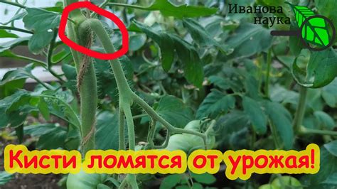 Просто обвяжите кисть у томата ниточкой и увидите как будет расти урожай Все плоды крупные