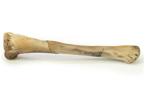 485 Cretaceous Fossil Crocodyliform Borealosuchus Tibia Montana 280910 For Sale