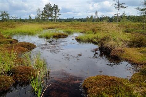 Exploring Bog Ecosystems Peat Accumulation Ar Generative Ai Premium Ai Generated Image