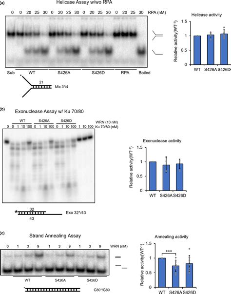 phosphorylation deficient wrn has decreased strand annealing activity