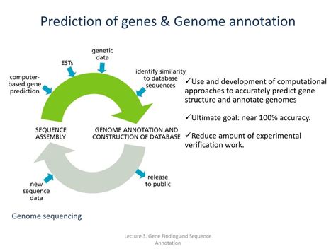 Ppt Gene Finding And Sequence Annotation Powerpoint Presentation Free Download Id 3156732