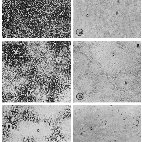 Time Course Of Glucose 6 Phosphatase Suppression Figs 3 A 3 C And Download Scientific