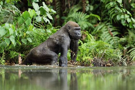 Western Lowland Gorilla Habitat Map