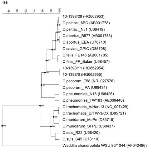 The Dendrogram Was Constructed By UPGMA Method From A Similarity Matrix Download Scientific