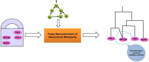 overview of fuzzy reconstruction of hierarchical modularity download