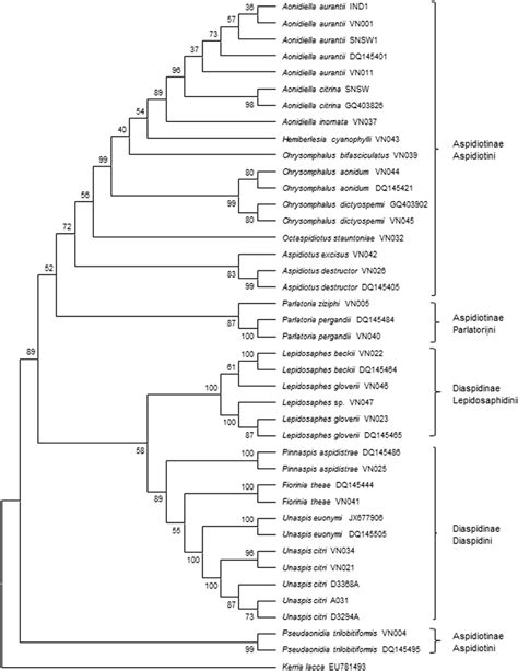 tree with the highest log likelihood − 4377 6 derived from maximum