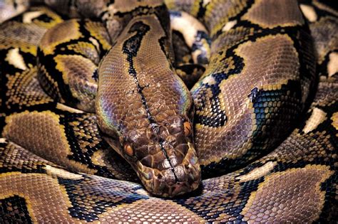 Reticulated Python Care Size Temperament And Breeding Az Reptiles