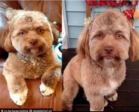 Meet Yogi The Dog With A Human Face Dogs Dog Photos Animals