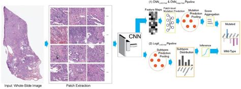 predicting oncogene mutations of lung cancer using deep learning and