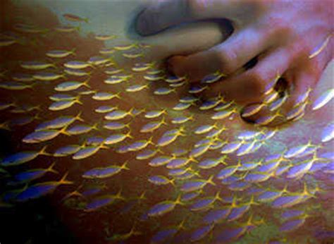 Pisces Sex Zodiac Sign Astrology