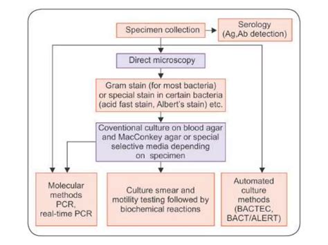 4 Laboratory Methods For Identification Of Microorganisms Microbiology Pptx Infectious
