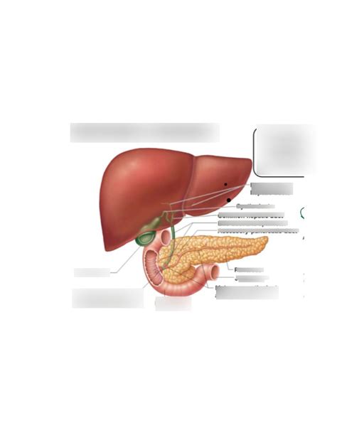 Digestive System Liver Diagram Diagram Quizlet