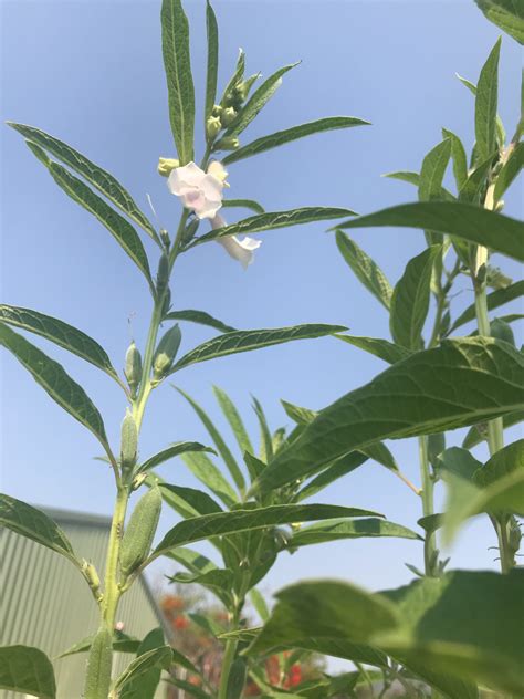 Sesame Program Of Research Explainer Video AgriFutures Australia