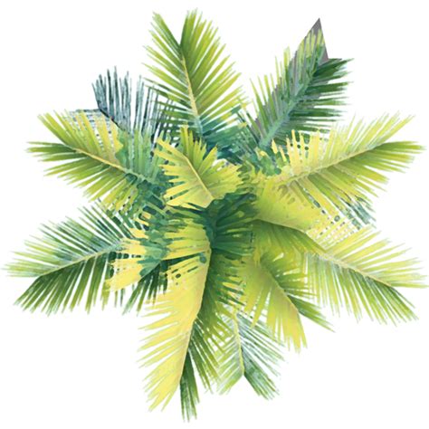 Transparent Site Plan Tree Png Architecture Tree Plan Vrogue Co