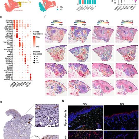 Identification Of Fibroblast Subtypes And Their Spatial Locations A Download Scientific Diagram