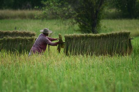 รู้จักปลาซิว หลายหลากชนิด ผูกพันวิถีชีวิตคนไทย Biothai