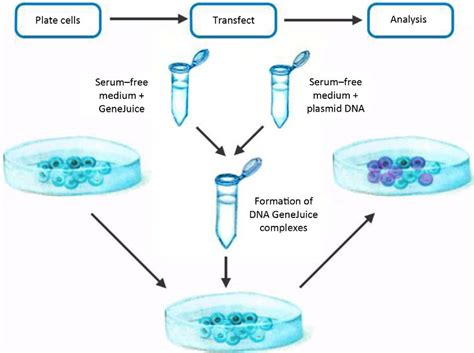 1 Schematic That Outlines A Typical Workflow For A Routine Transfection