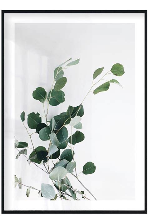 Постеры растения и цветы, botanical art, постеры цветы | Plant leaves ...