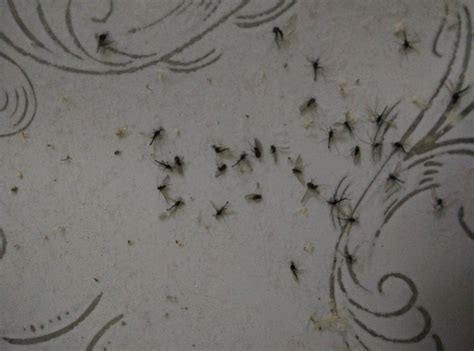 pest control how to exterminate identify these insects home