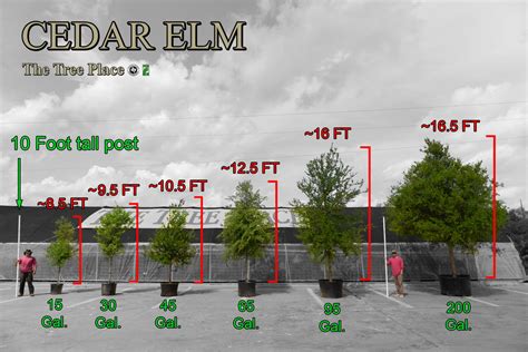 Tree Size Guide The Tree Place Tx