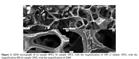 SEM Micrograph Of A Sample PCL B Sample PCL At And Download Scientific