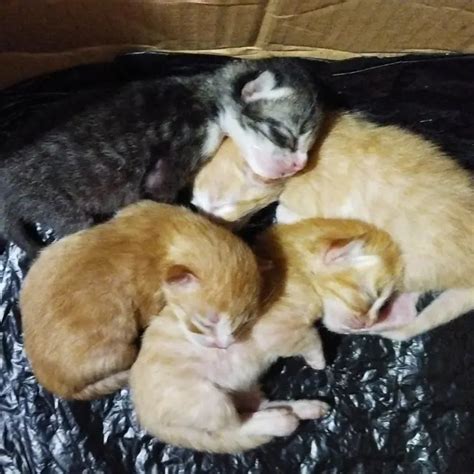 Asal Usul Dipertanyakan 6 Kucing Beda Warna Dengan Keluarganya Ini Unik Hot Liputan6 Com