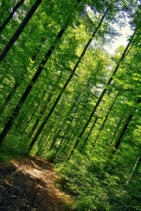 숲 숲도로 숲의 경로 Pixabay의 무료 사진 Pixabay