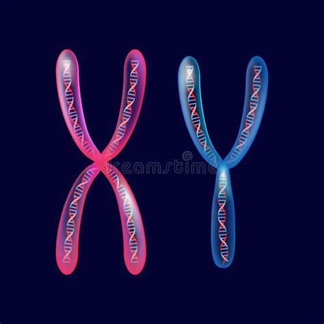 Chromosomes Stock Illustrations 2692 Chromosomes Stock Illustrations