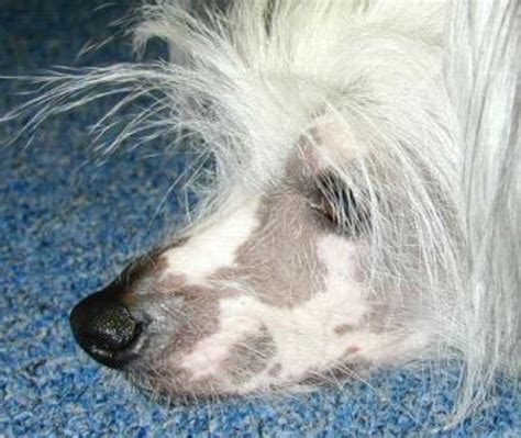 Dermatology Definitions And Pyoderma Flashcards Quizlet