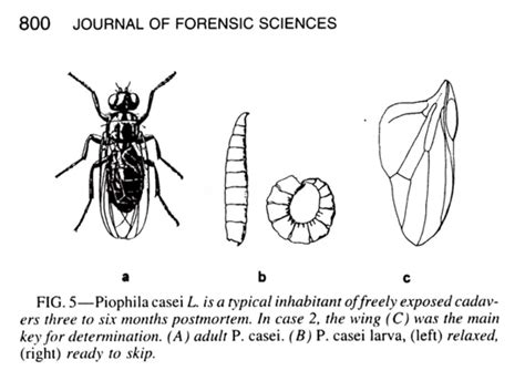 Six Forensic Entomology Cases Description And Commentary — Dr Mark