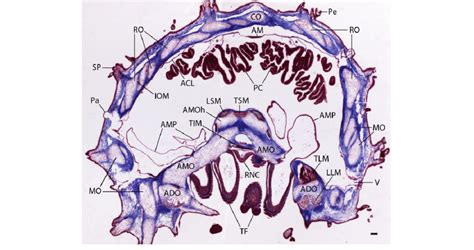 Asteroid Cross Section Labled