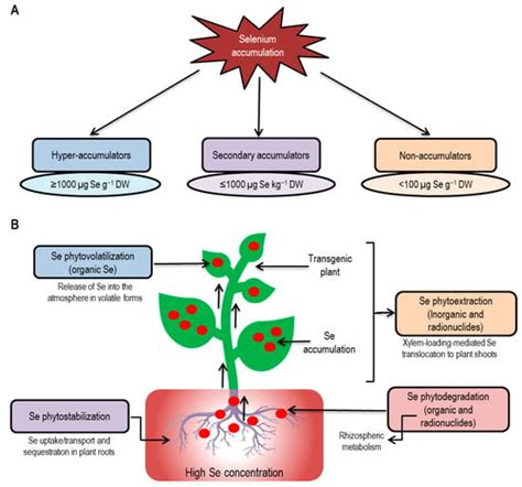 Selenium Toxicity In Plants And Environment Biogeochemistry And