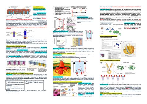 BIOSCI 107 Cheat Sheet Lecture 15 Structure Function Of Cell Membrane Integral Membrane