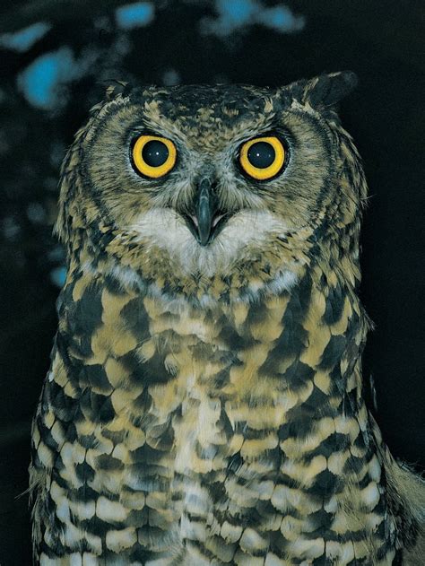 Awesome Bird Owl Hd Wallpapers Eagle Owl Nocturnal Nocturnal