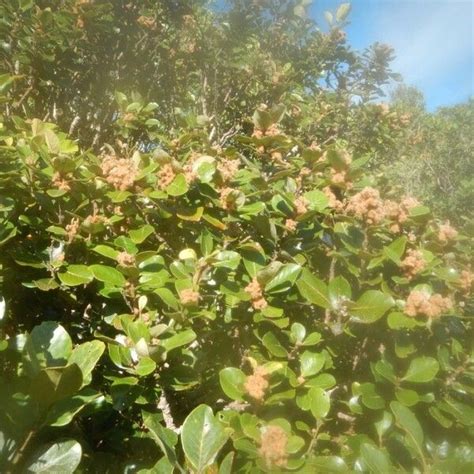 Codia Albicans Plant Care And How To Grow Water