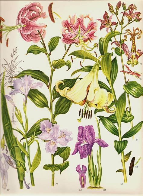 Vintage 1970 Color Art Print Wild Flowers By Naturalistcollection