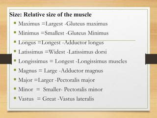 Anatomy Of Muscular System Ppt